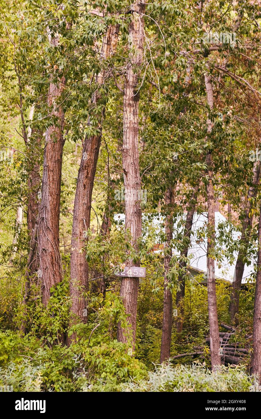 Vertical wall of tree trunks with single sign Stock Photo - Alamy