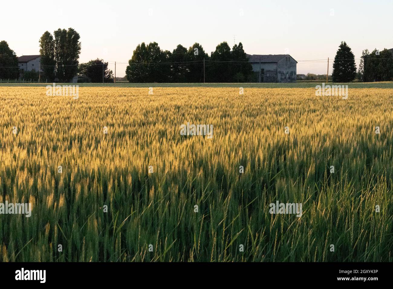Italian field uniform hi-res stock photography and images - Alamy