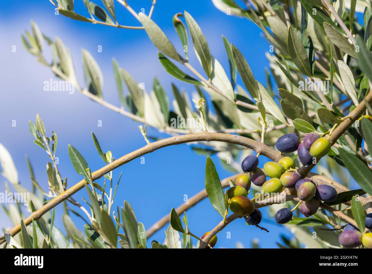 Tuscan olive tree, olives in various stages of ripening, soft focus ...