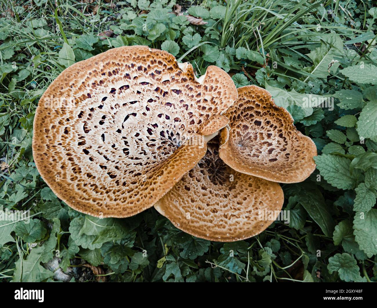 A Cerioporus squamosus mushroom, also known as dryad's saddle and ...