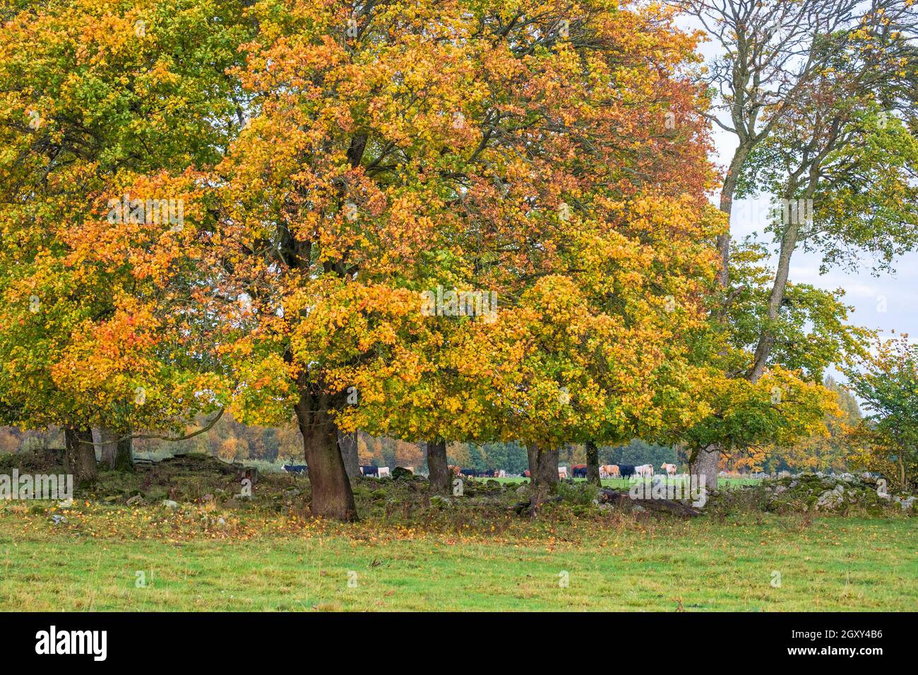 Grove of trees with autumn colored trees Stock Photo - Alamy