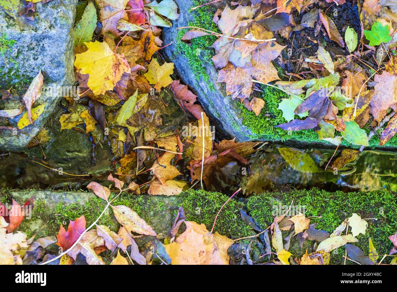 Autumn leaves falling by some rocks Stock Photo - Alamy