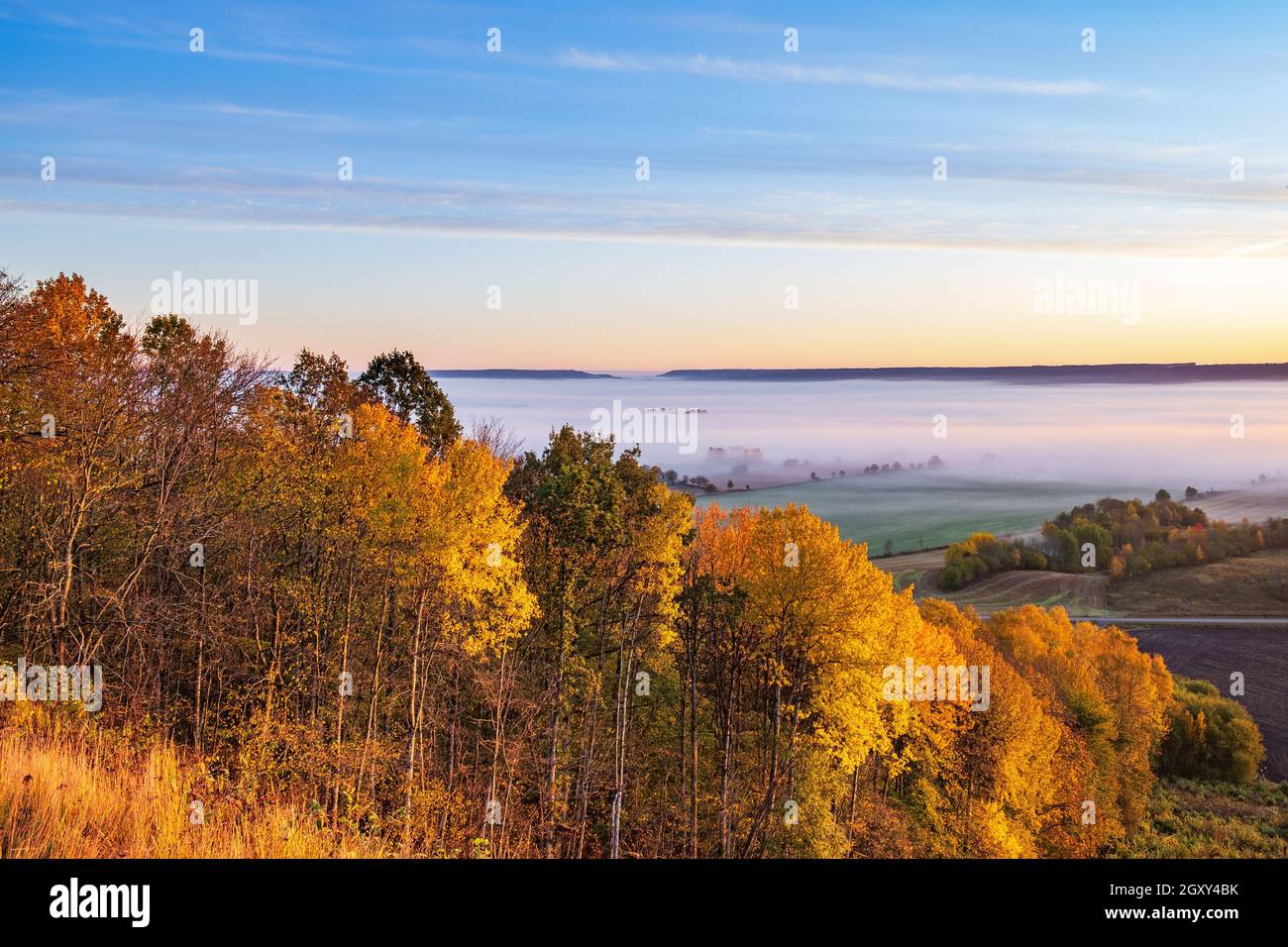 View at a tree grove with autumn colors in morning light Stock Photo ...