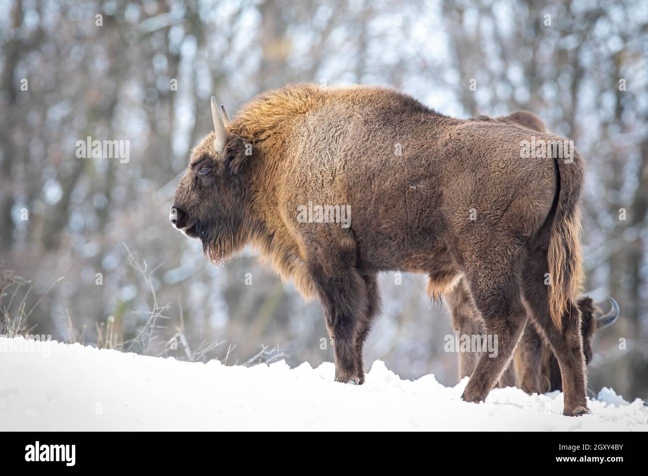 European bison, bison bonasus, with fluffy fur standing in snow in ...