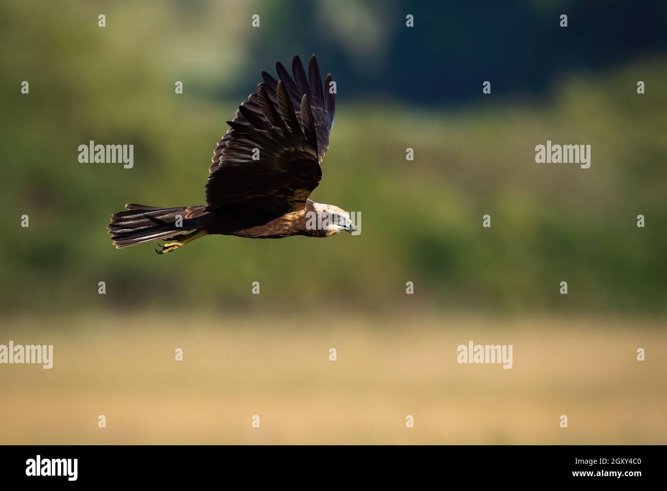 Long wing harrier hi-res stock photography and images - Alamy