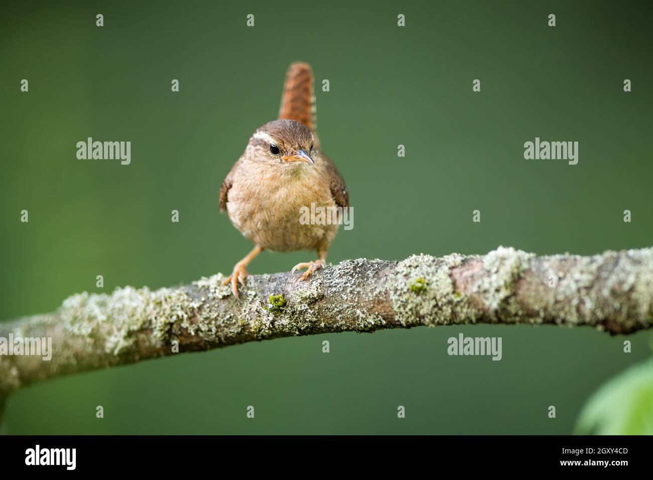 Cute eurasian wren, troglodytes troglodyte, resting on lichen branch in ...