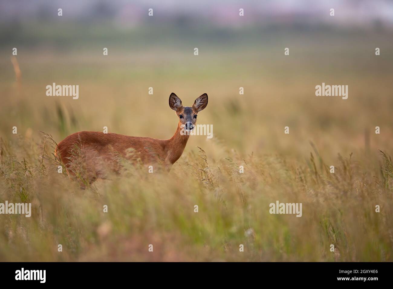 Curious female roe deer, capreolus capreolus, having eye contact on meadow in summer morning ...