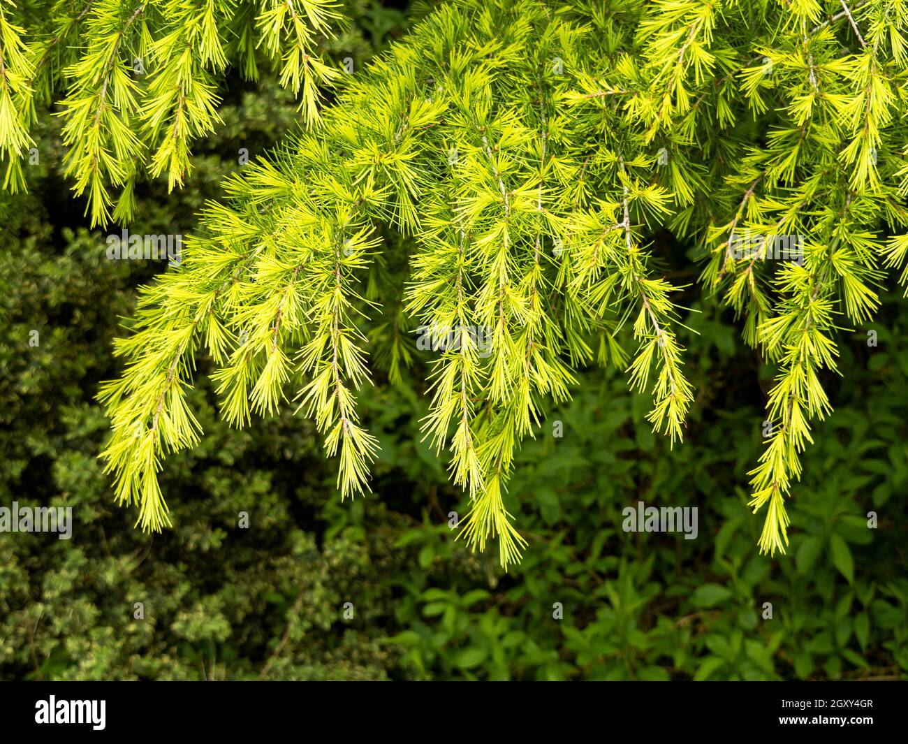 Fresh new spring growth on branches of a cedar tree Stock Photo - Alamy