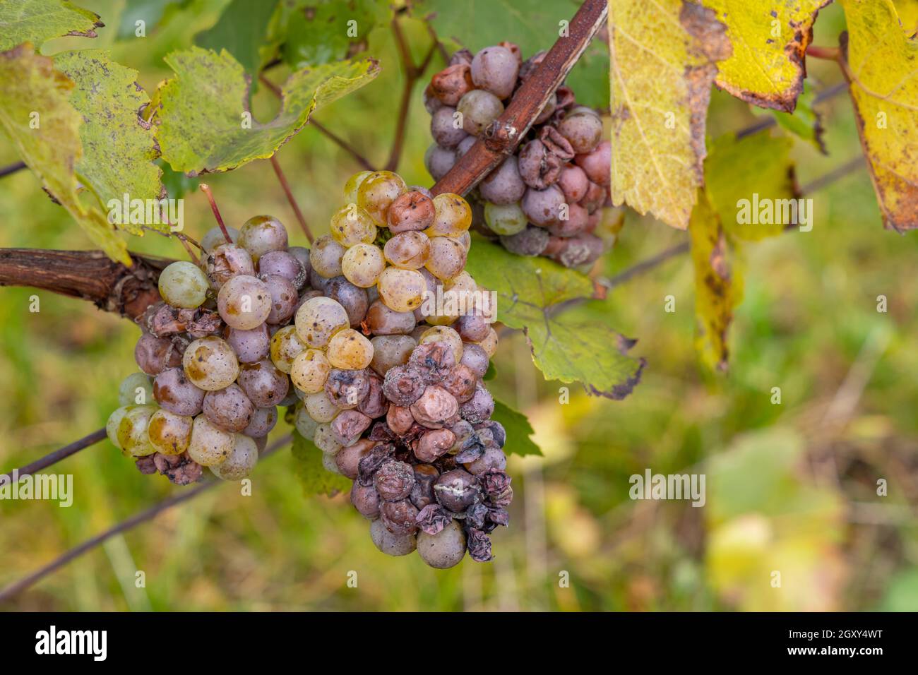 white grapes infested with rot and mold Stock Photo - Alamy