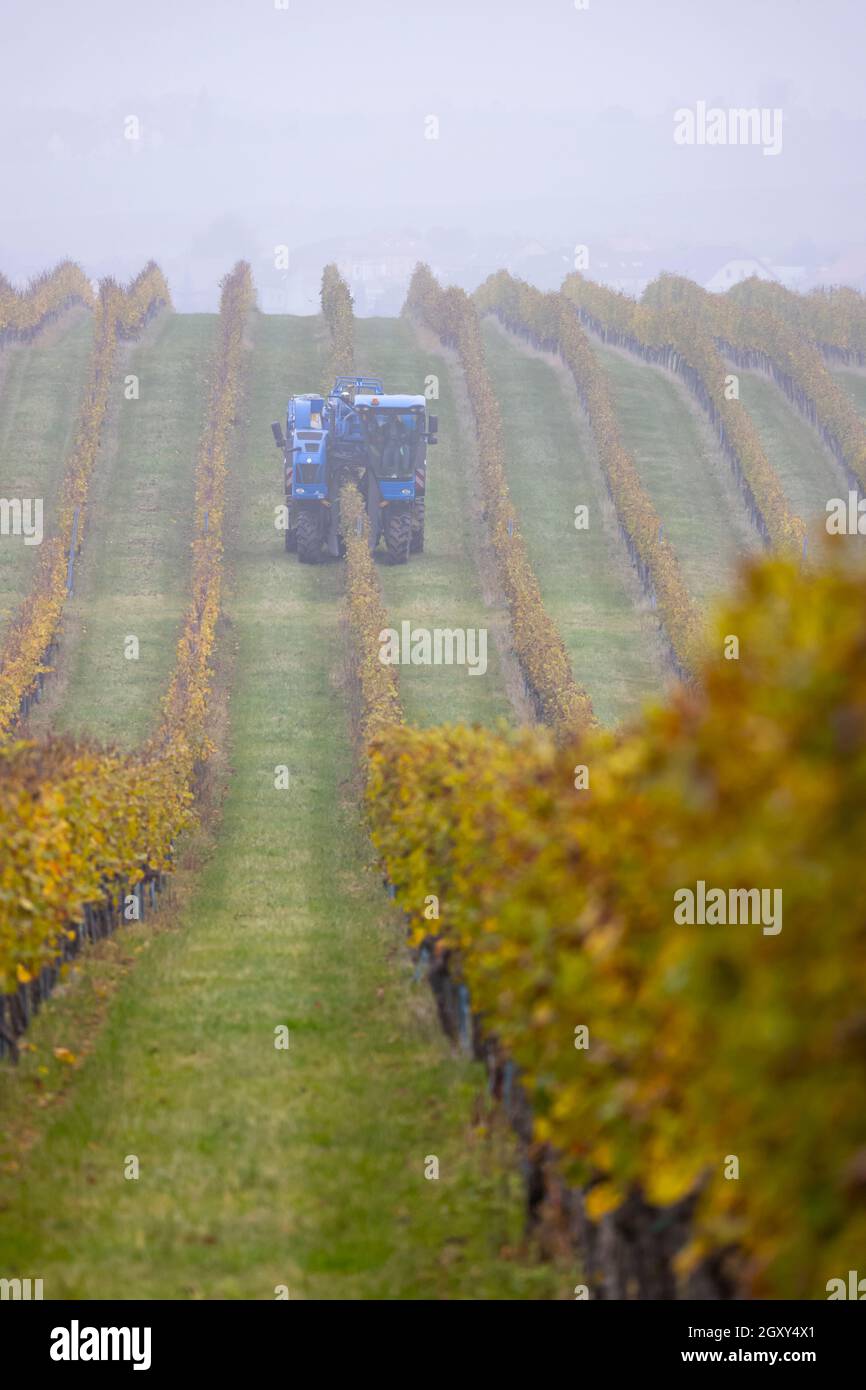 harvesting grapes with a combine harvester, Southern Moravia, Czech ...