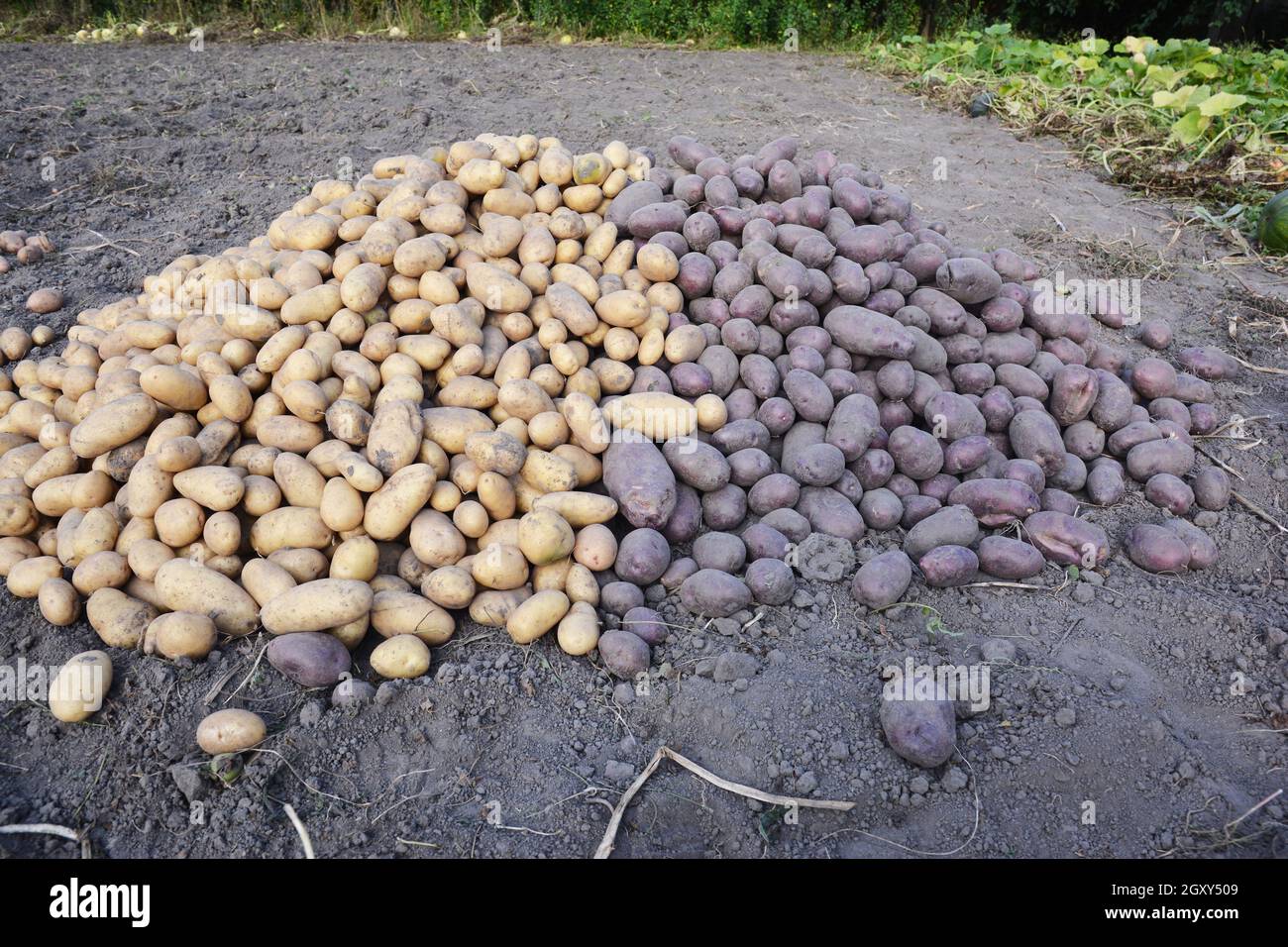 Potatoes harvesting. Different potatoes harvest Stock Photo - Alamy