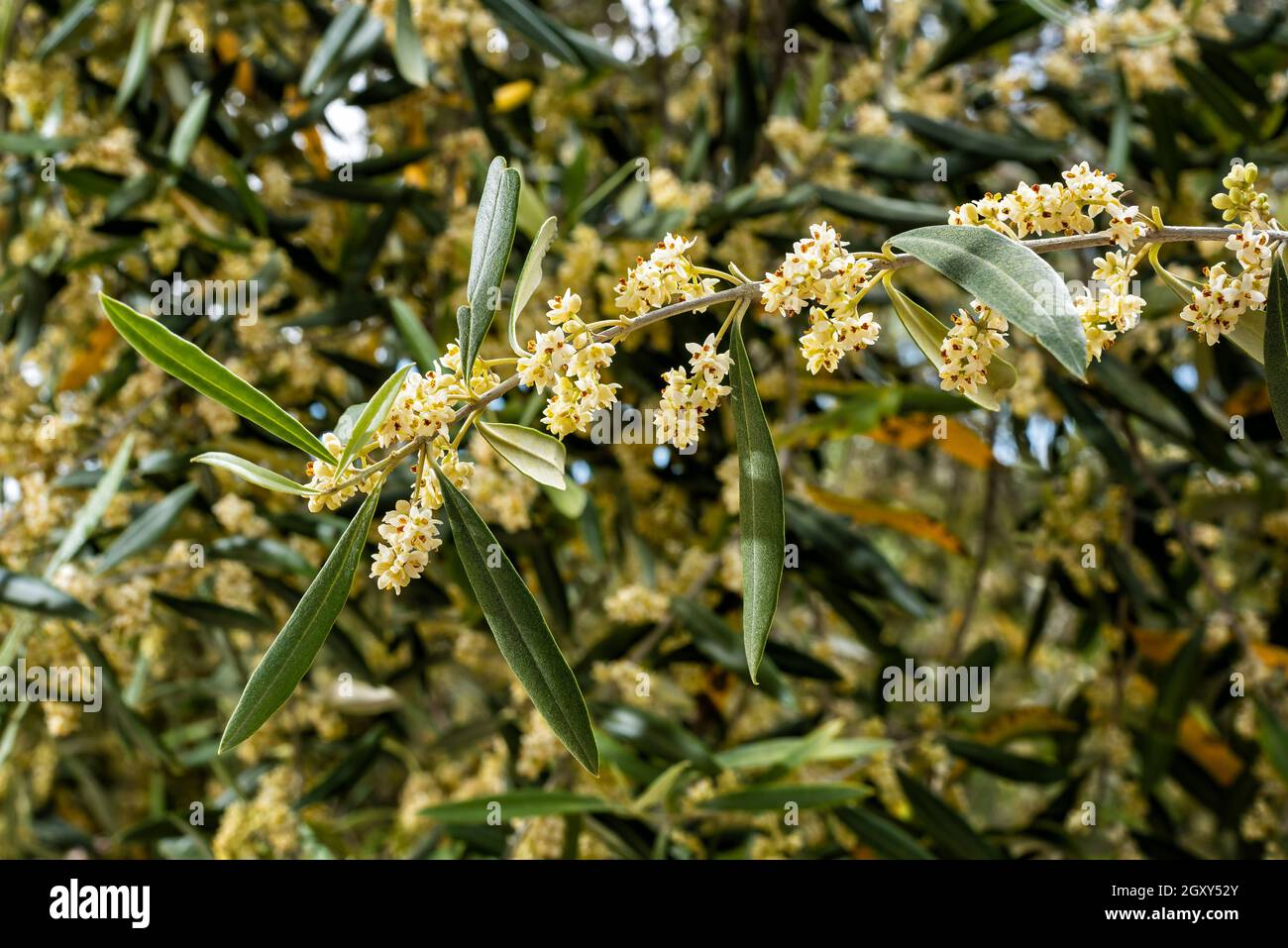 Close up of an olive branch in spring in the flowering period ...