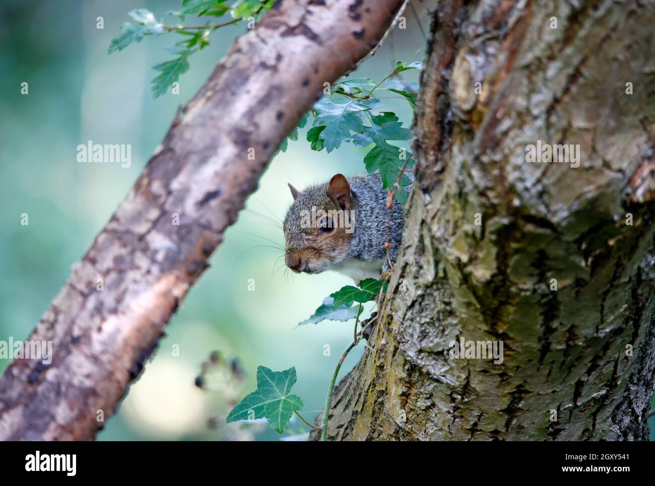 Grey squirrel hiding in hi-res stock photography and images - Alamy