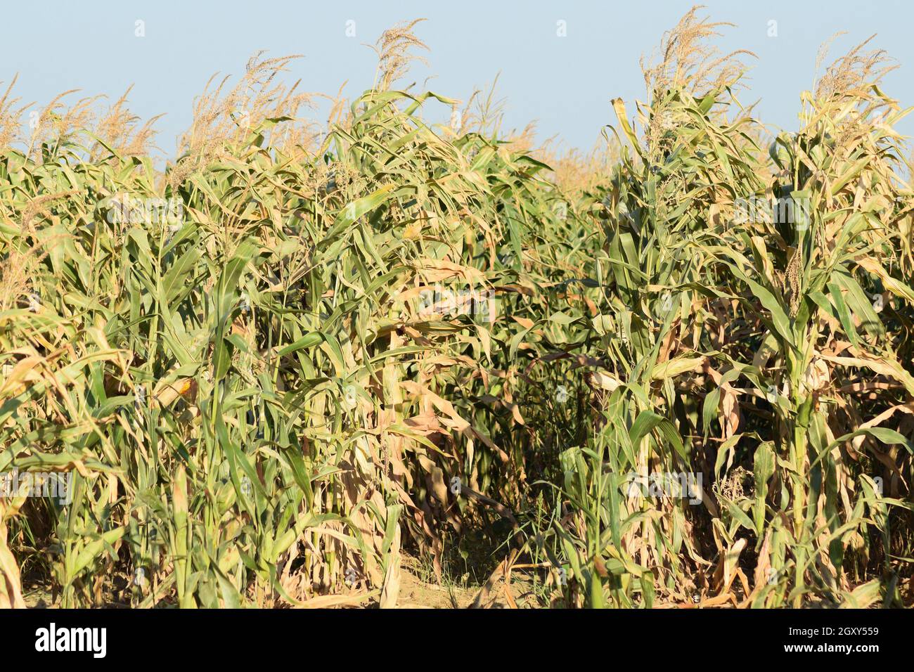 The corn field. Forage crops, cultivation of corn on a silo Stock Photo ...