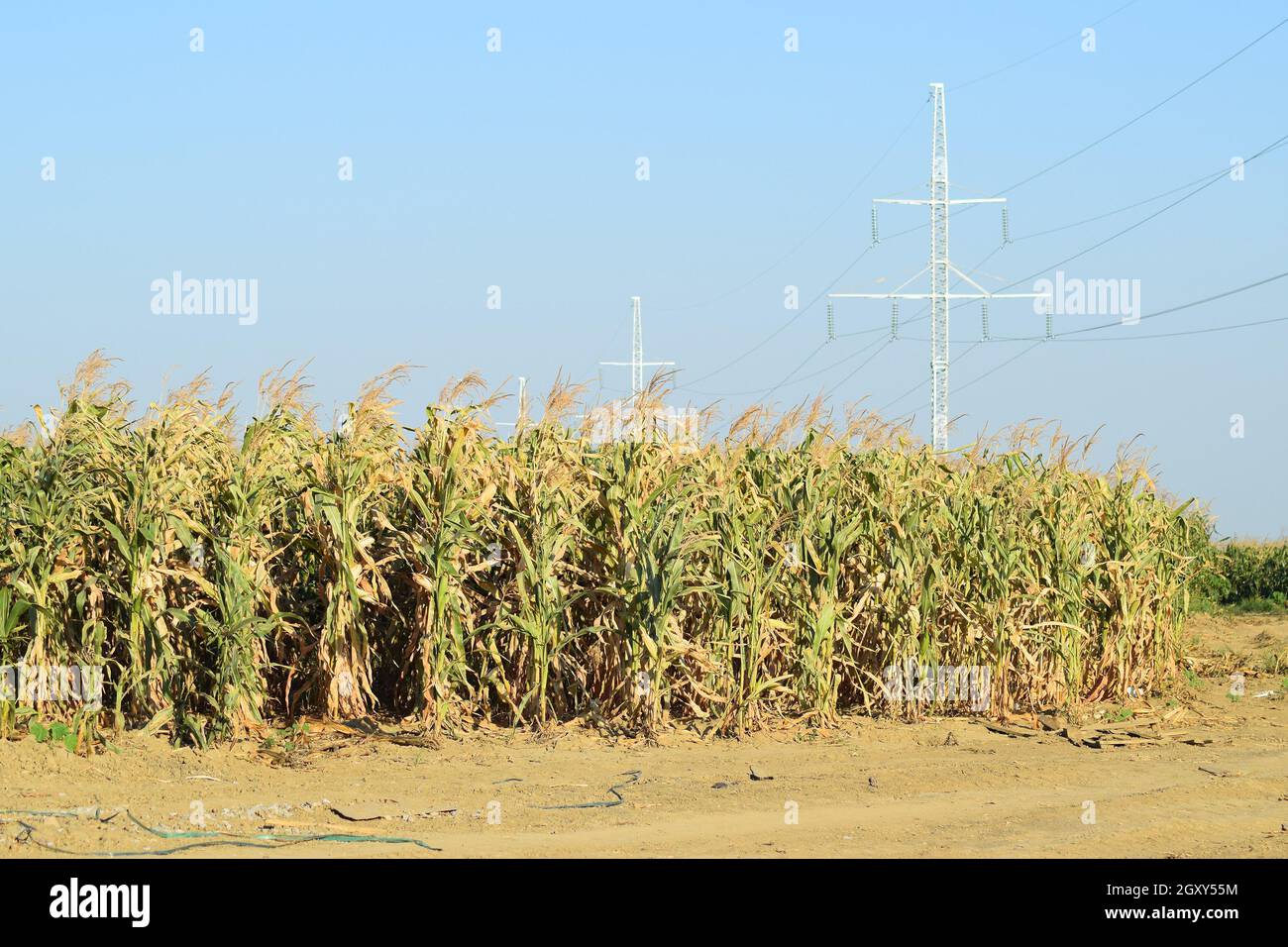 The corn field. Forage crops, cultivation of corn on a silo Stock Photo ...