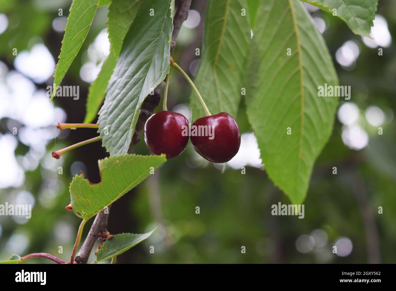 Two cherries together. The fruits of cherries in the garden Stock Photo ...