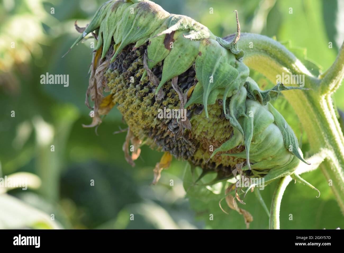 Semi-ripe sunflowers in the field. Maturing of agricultural plants ...