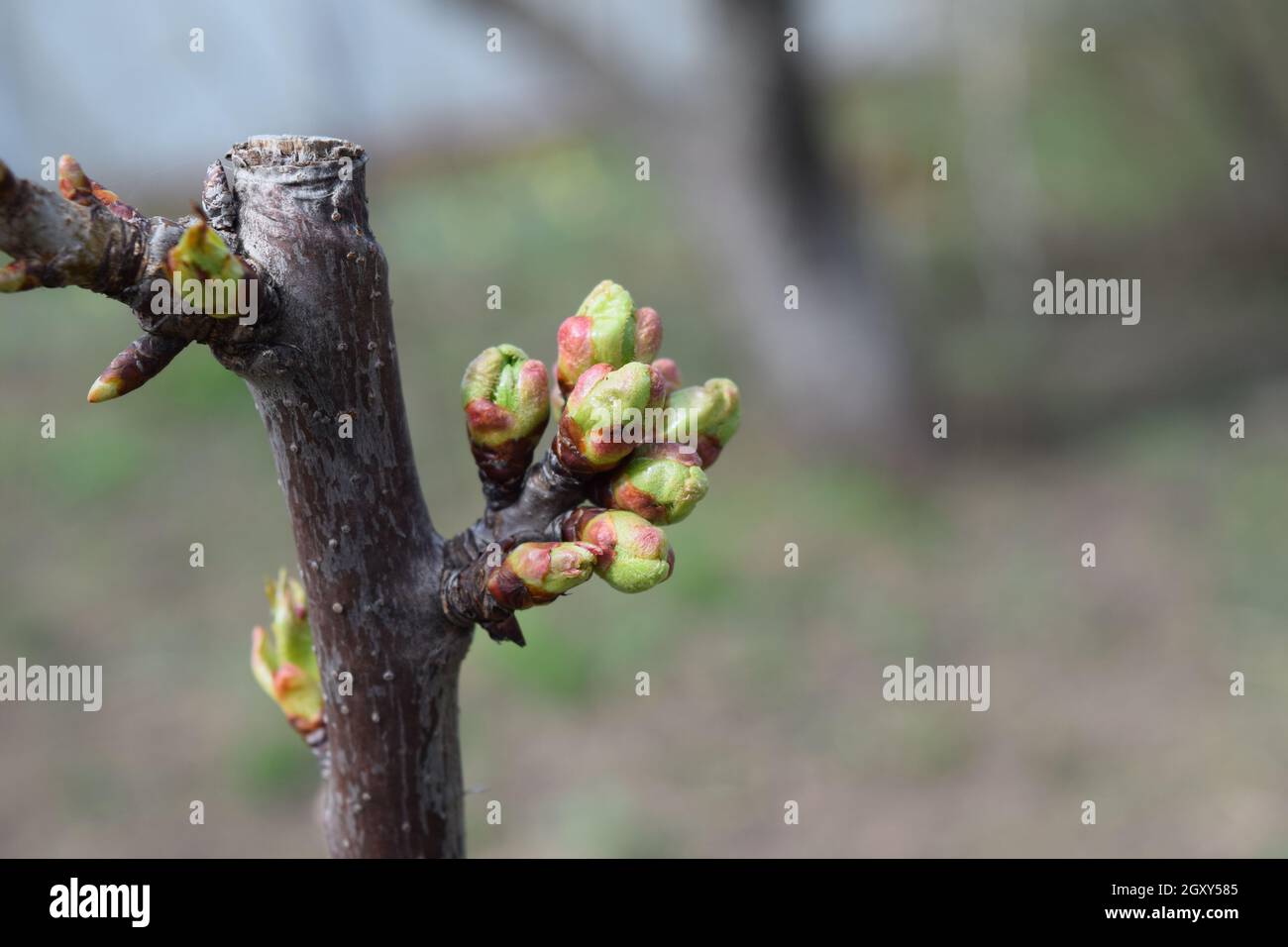 Slightly sweet cherry blossoming buds. Trees in autumn garden Stock ...