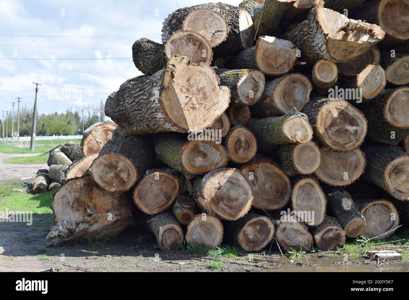 Logs are piled in a heap in front of the sawmill. Raw materials for the ...