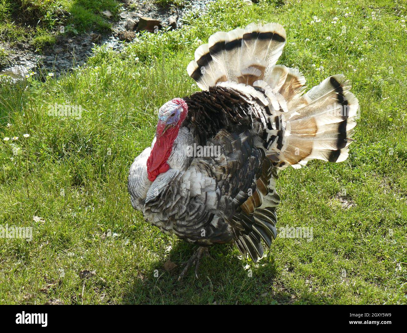 Male of a turkey. The maintenance of poultry in private enterprise ...