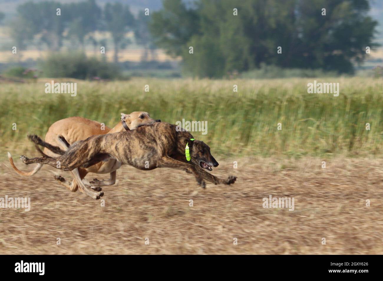 Spanish greyhound dog race hare hunting speed delivers passion Stock ...