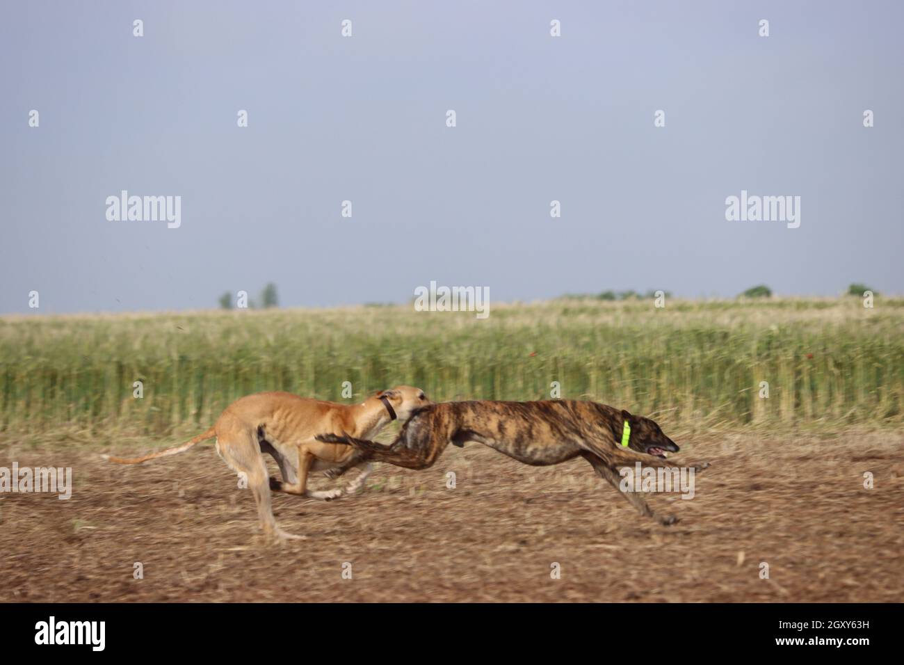 Spanish greyhound dog race hare hunting speed delivers passion Stock ...