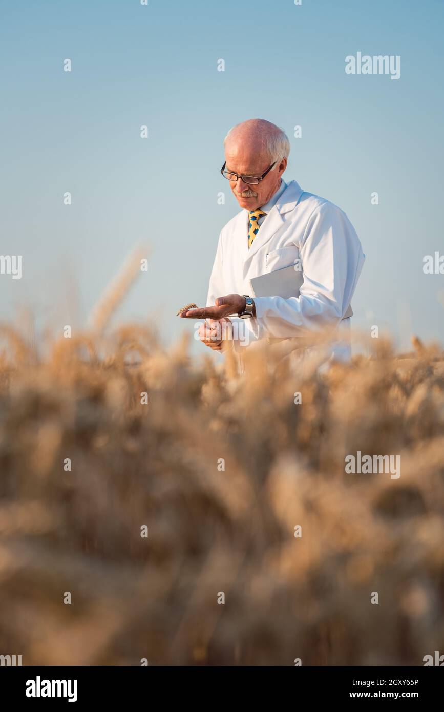 Researcher doing field test on new kinds of grain and wheat in outdoor ...