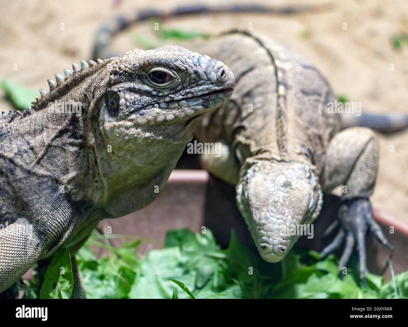 Cuban Iguana Cyclura Nubila High Resolution Stock Photography and ...