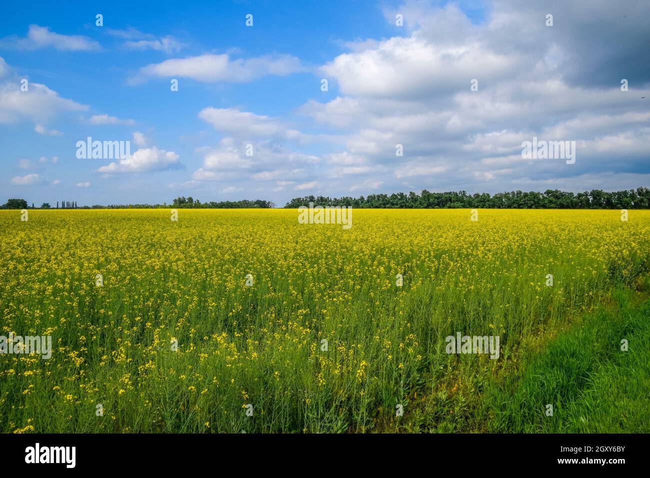 Rapeseed field. Yellow rape flowers, field landscape. Blue sky and rape ...