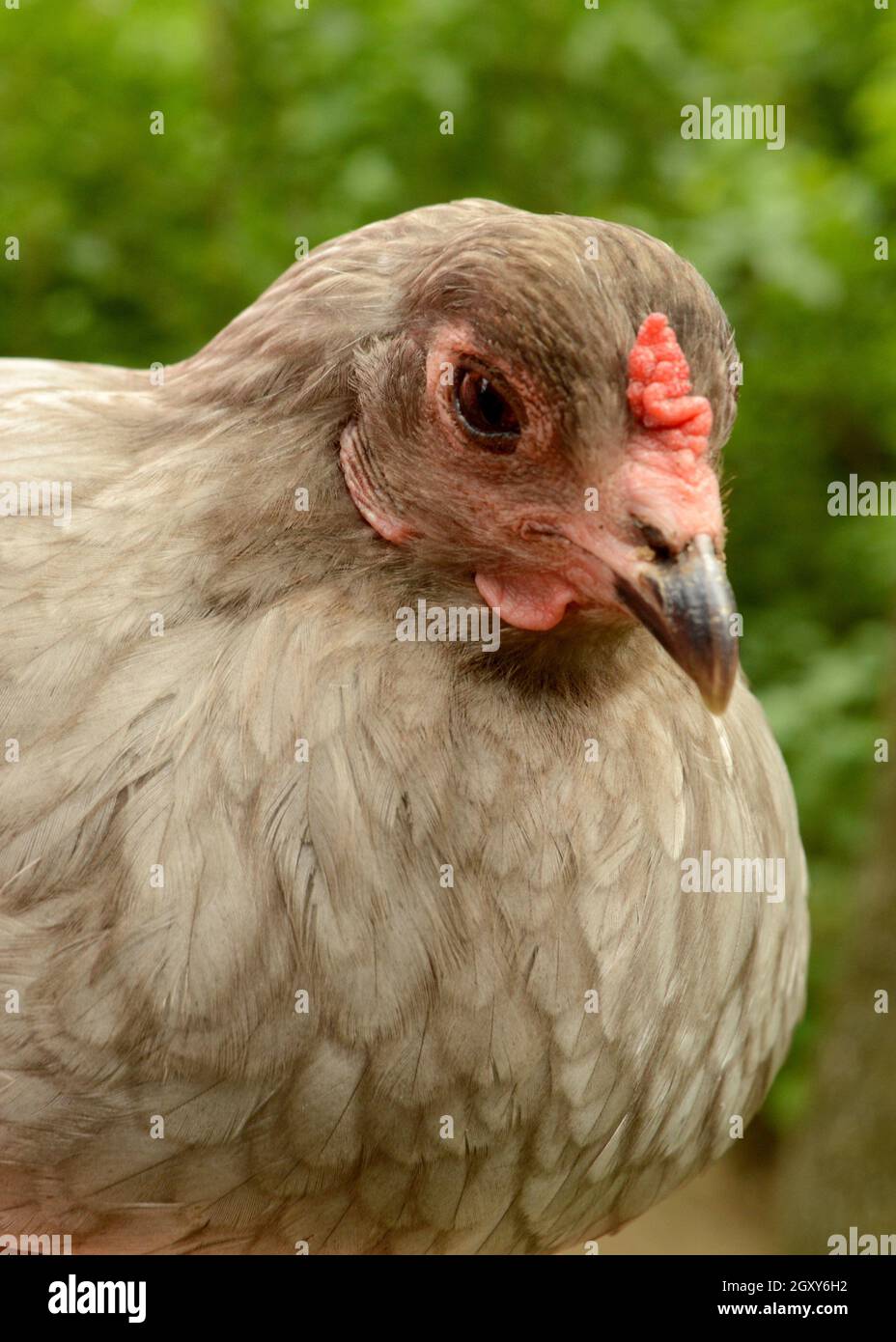 Closeup of a Mother Hen Easter Egger Chicken resting during the daytime ...