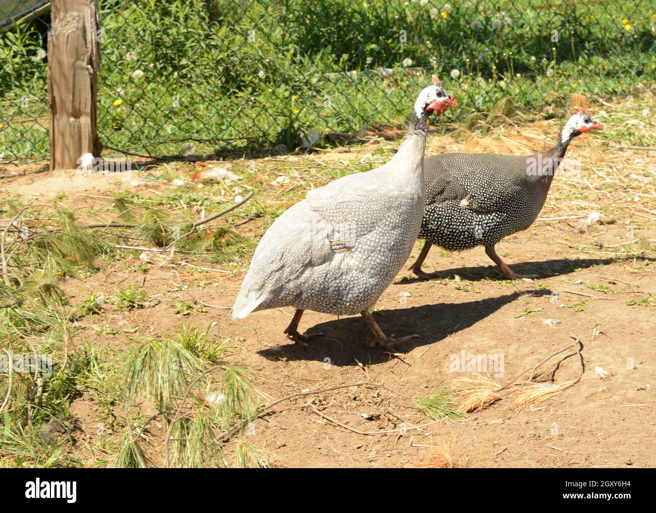 Guinea Hens High Resolution Stock Photography and Images - Alamy