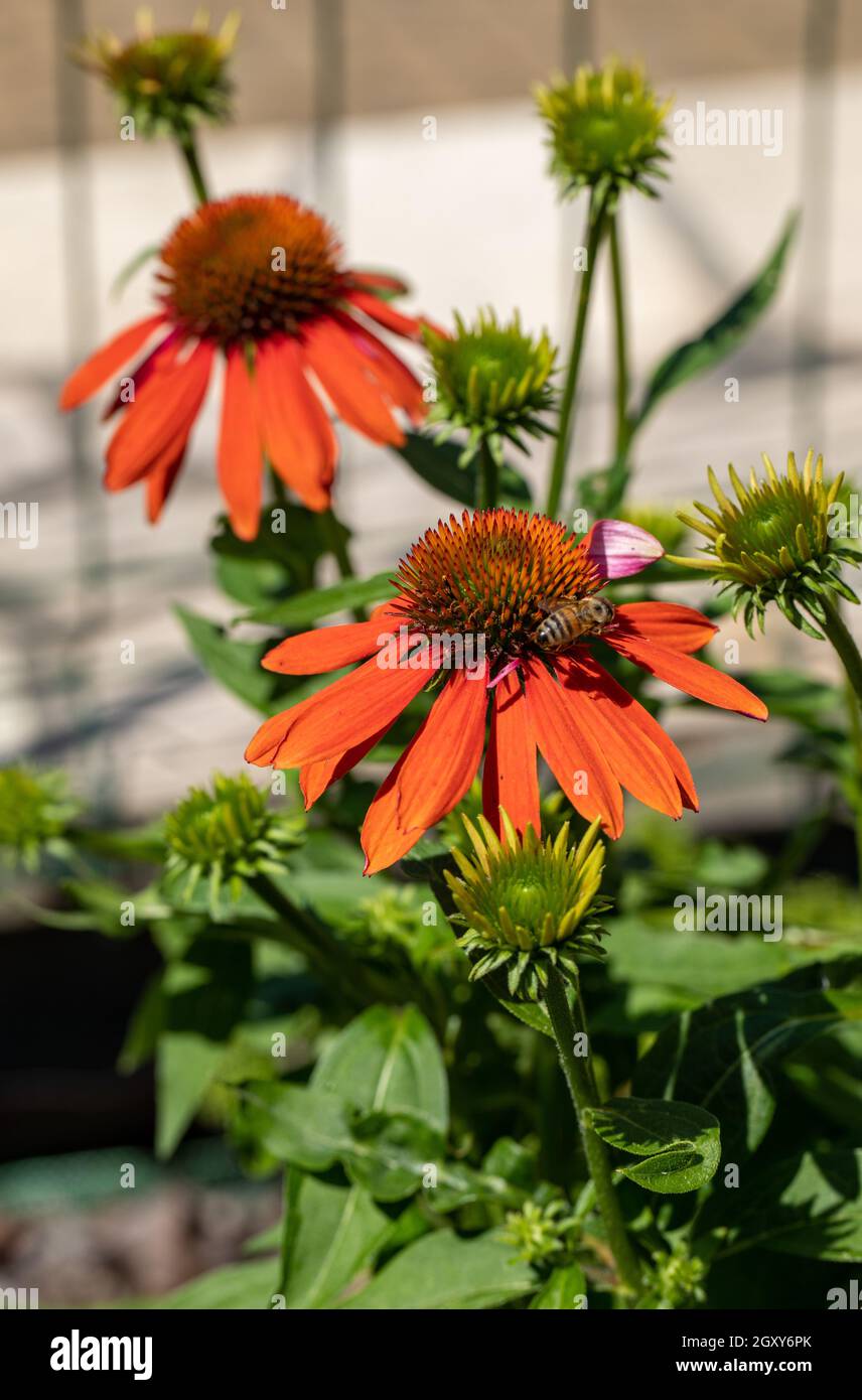 Flowers of Echinacea - an herb stimulating the immune system Stock ...
