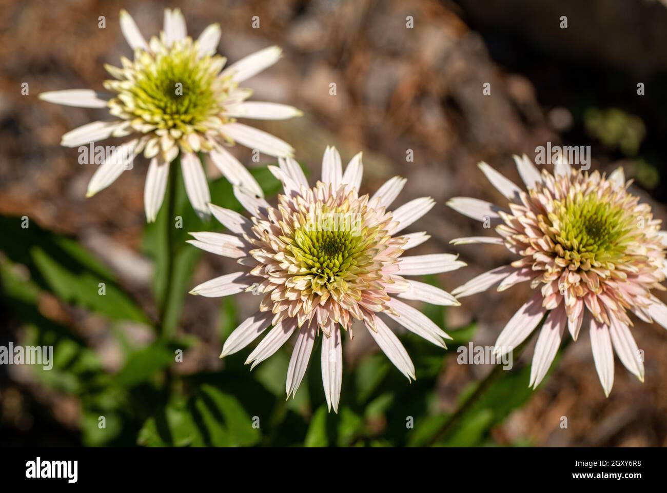 Flowers of Echinacea - an herb stimulating the immune system Stock ...