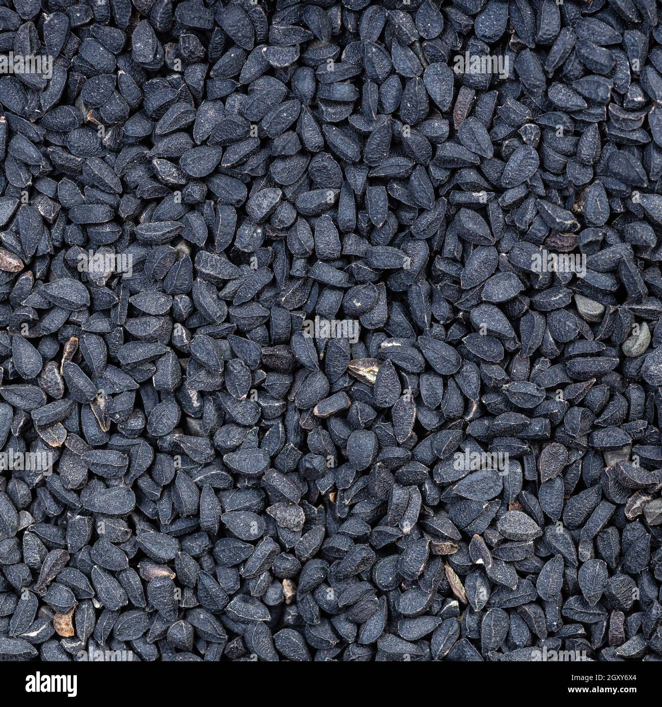 square food background - Nigella sativa seeds (black caraway) close up ...