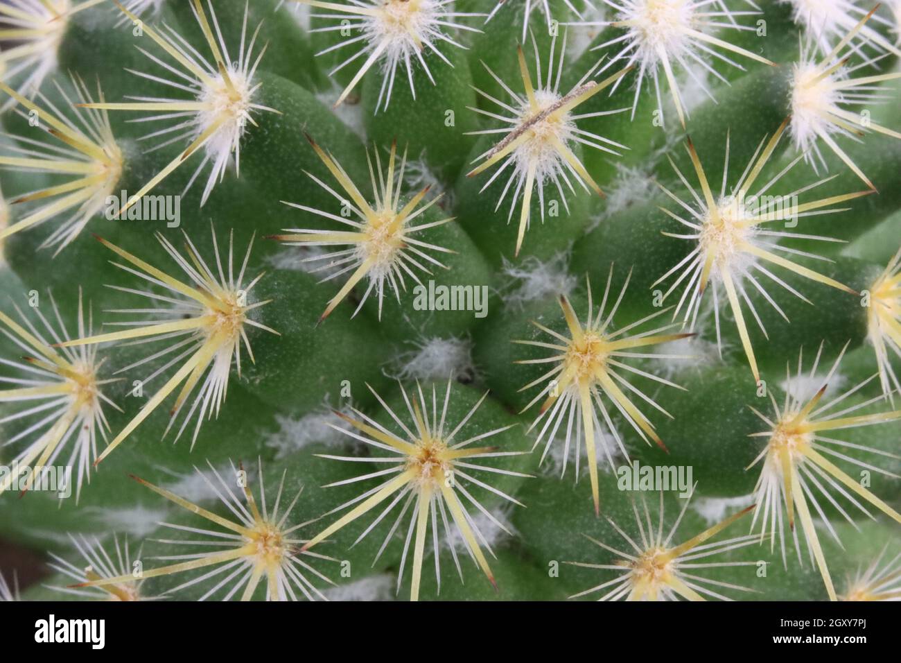 beautiful cactus with skewered spines to fend off predators self ...