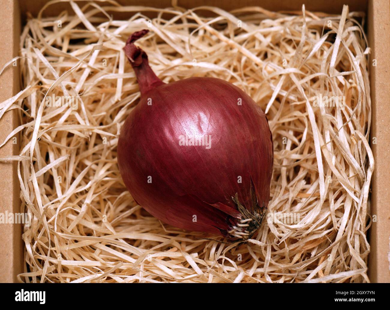 Raw red onion vegetable inside box on paper Stock Photo - Alamy