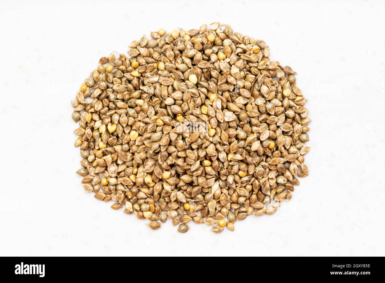 top view of pile of whole-grain barnyard millet seeds close up on gray ...