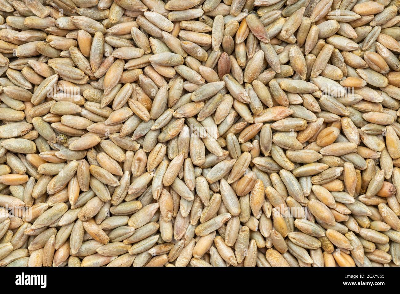 food background - many whole rye grains close up Stock Photo - Alamy