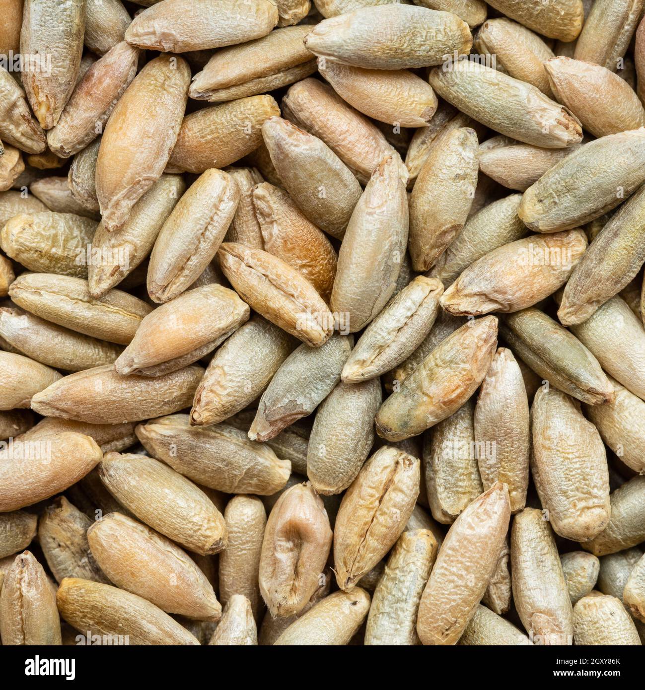 square food background - whole rye grains close up Stock Photo - Alamy