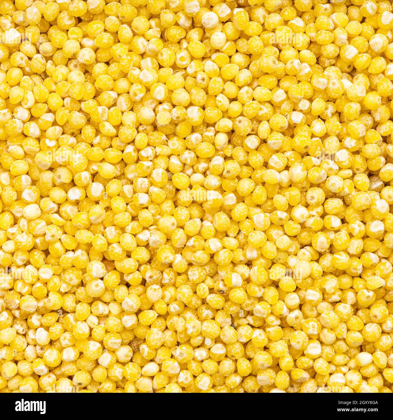 square food background - uncooked polished proso millet grains close up ...
