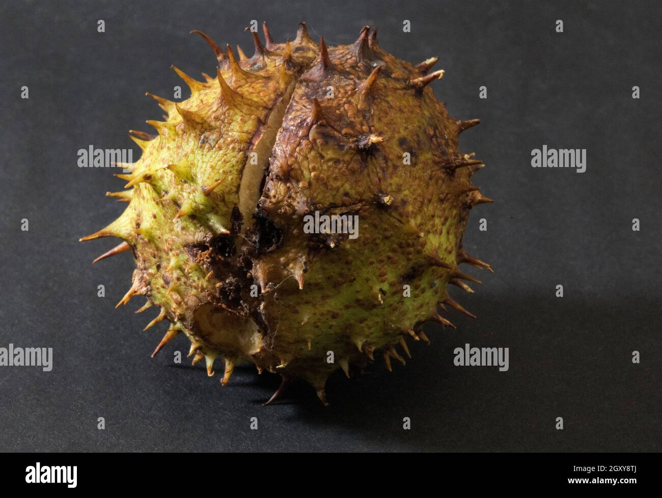 The seed or conker of the Horse-chestnut is encased in a round spiny ...