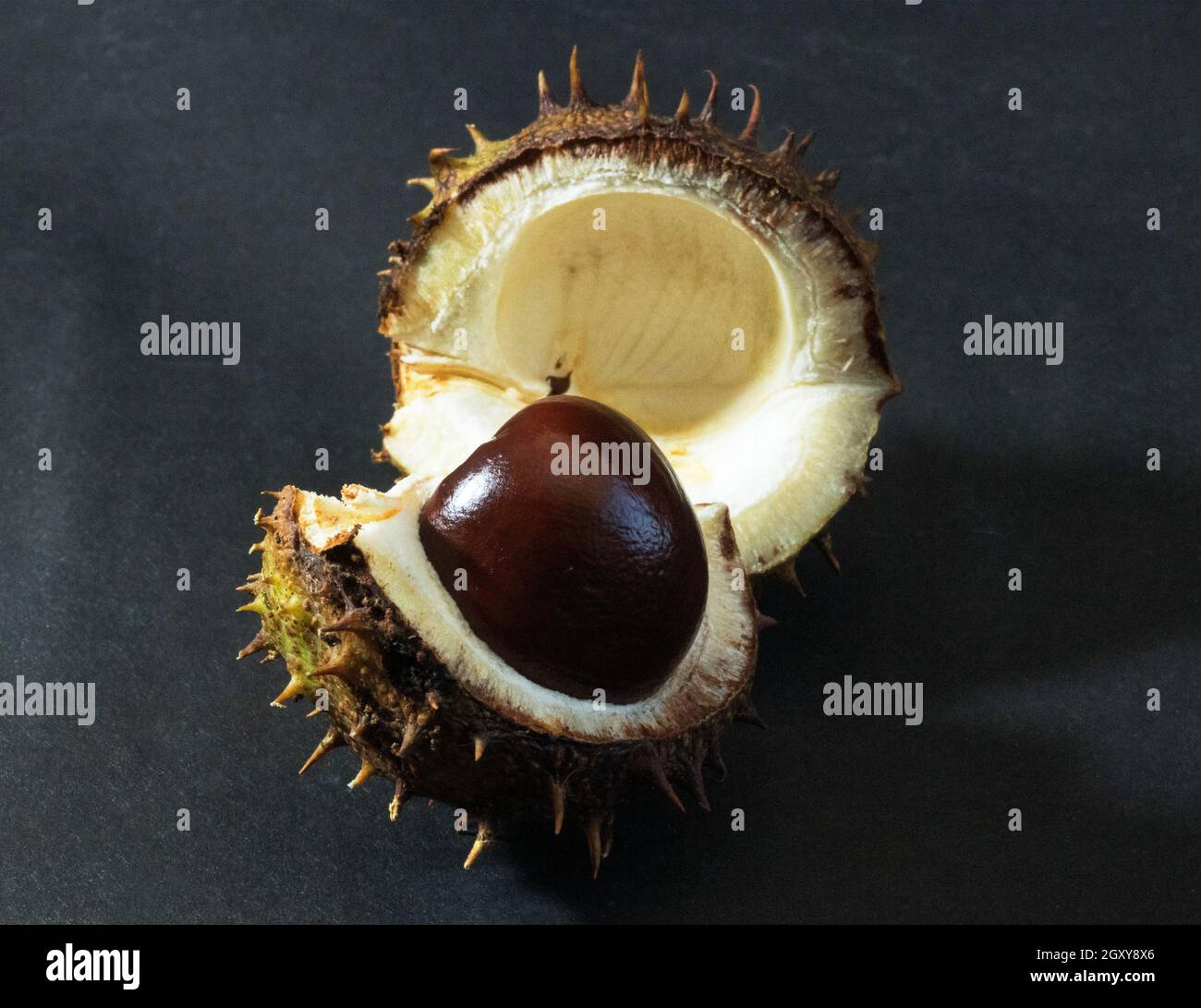 The seed or conker of the Horse-chestnut is encased in a round spiny ...