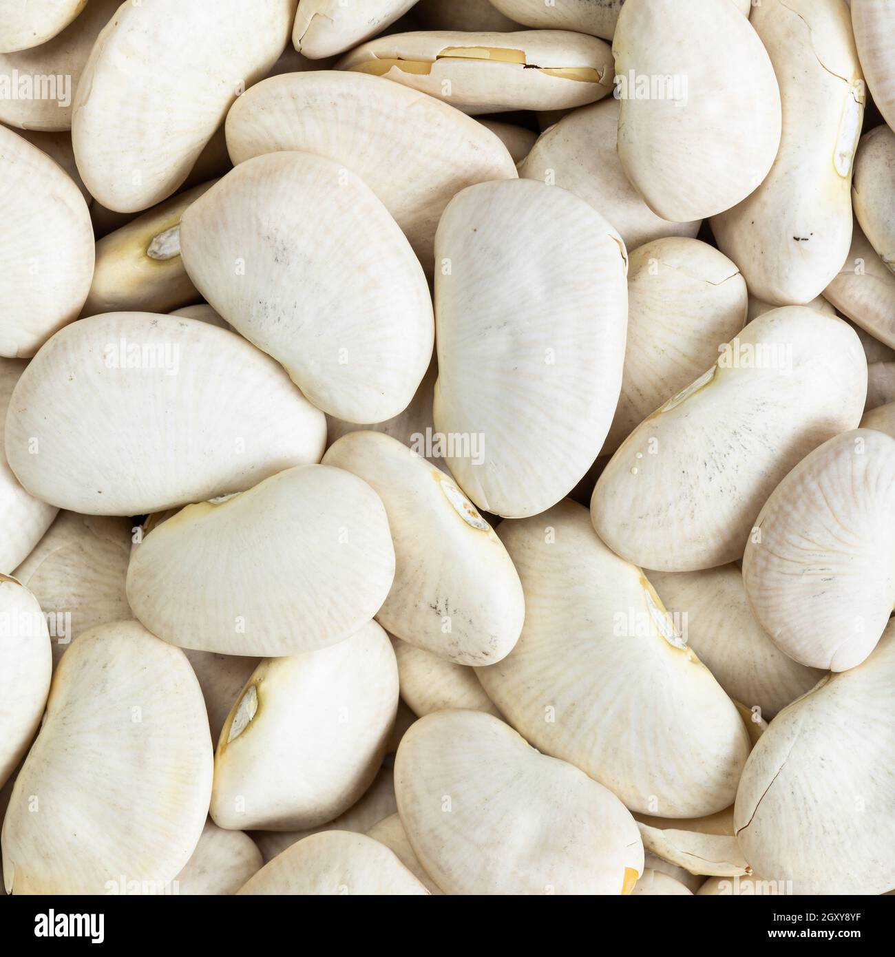 square food background - raw lima beans close up Stock Photo - Alamy