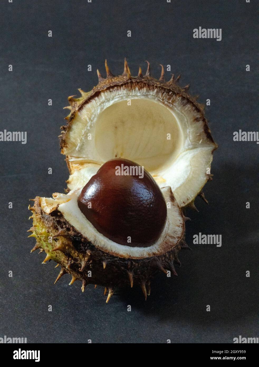 The seed or conker of the Horse-chestnut is encased in a round spiny ...