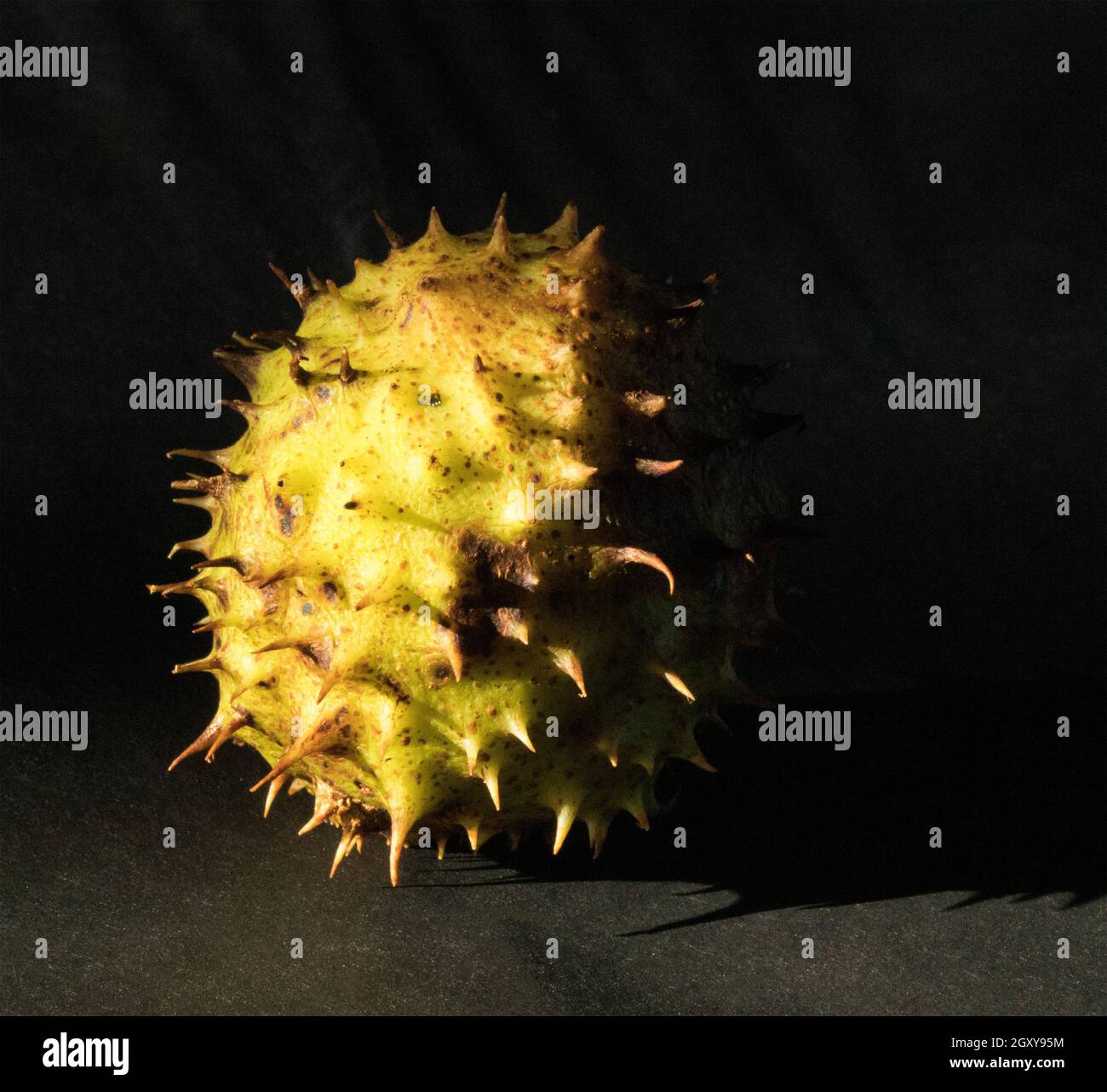 The seed or conker of the Horse-chestnut is encased in a round spiny ...