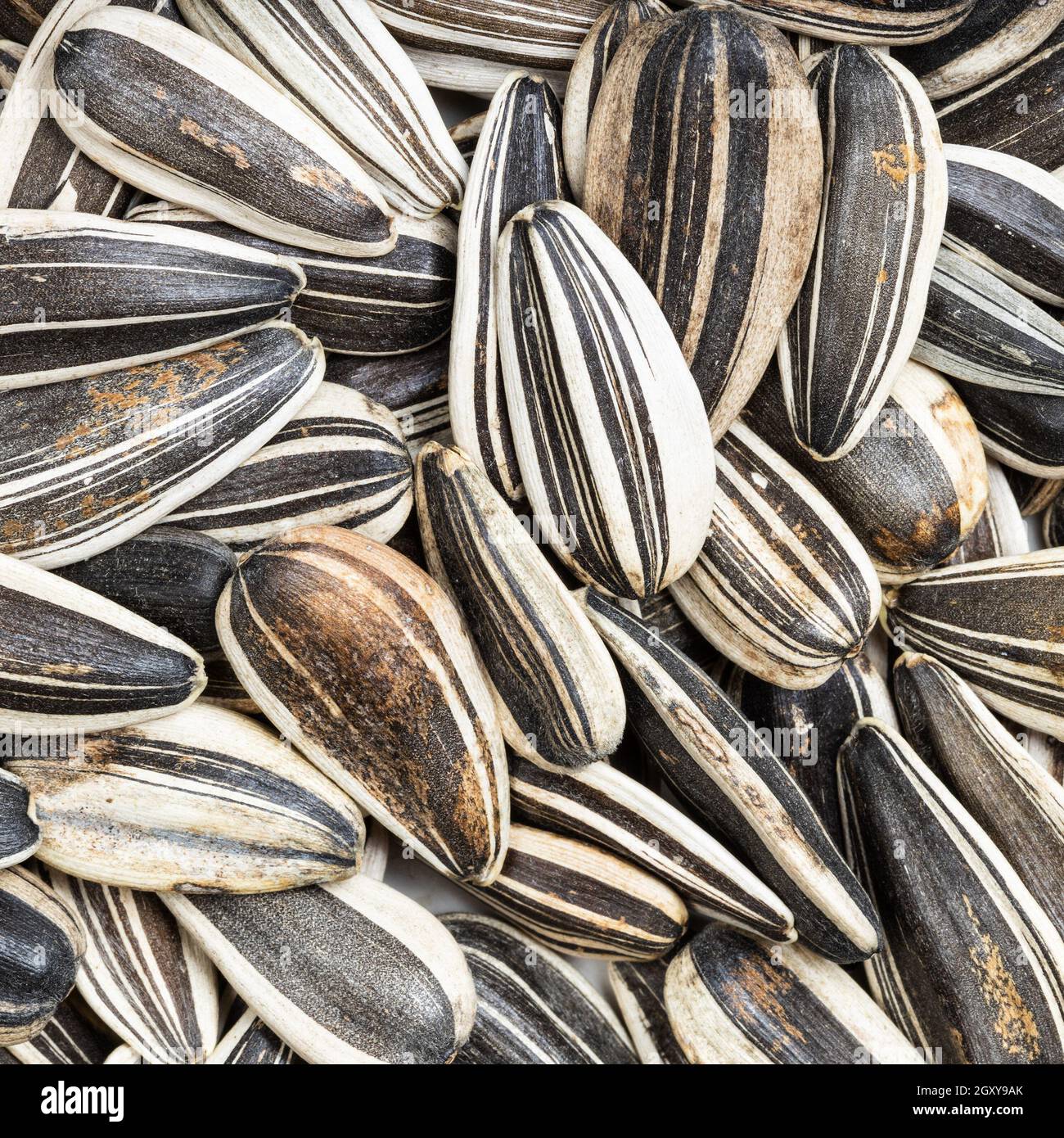 square food background - whole sunflower seeds close up Stock Photo - Alamy