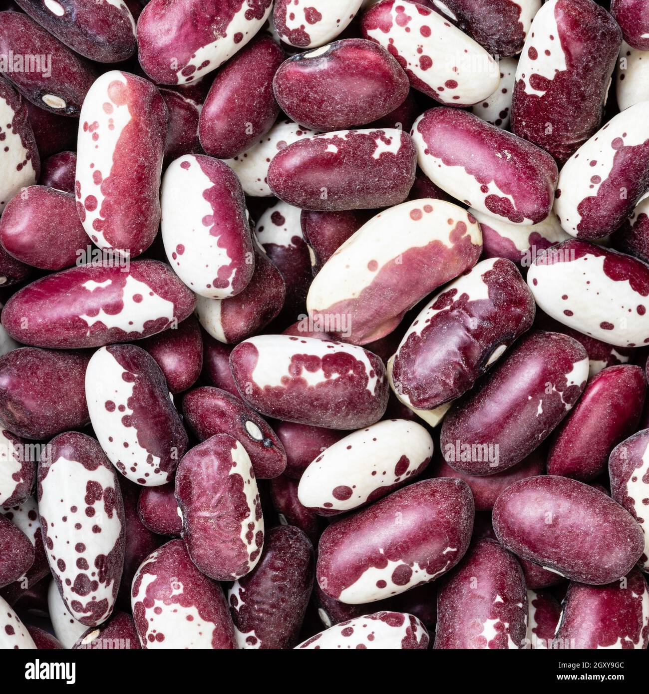 square food background - red speckled kidney beans close up Stock Photo ...