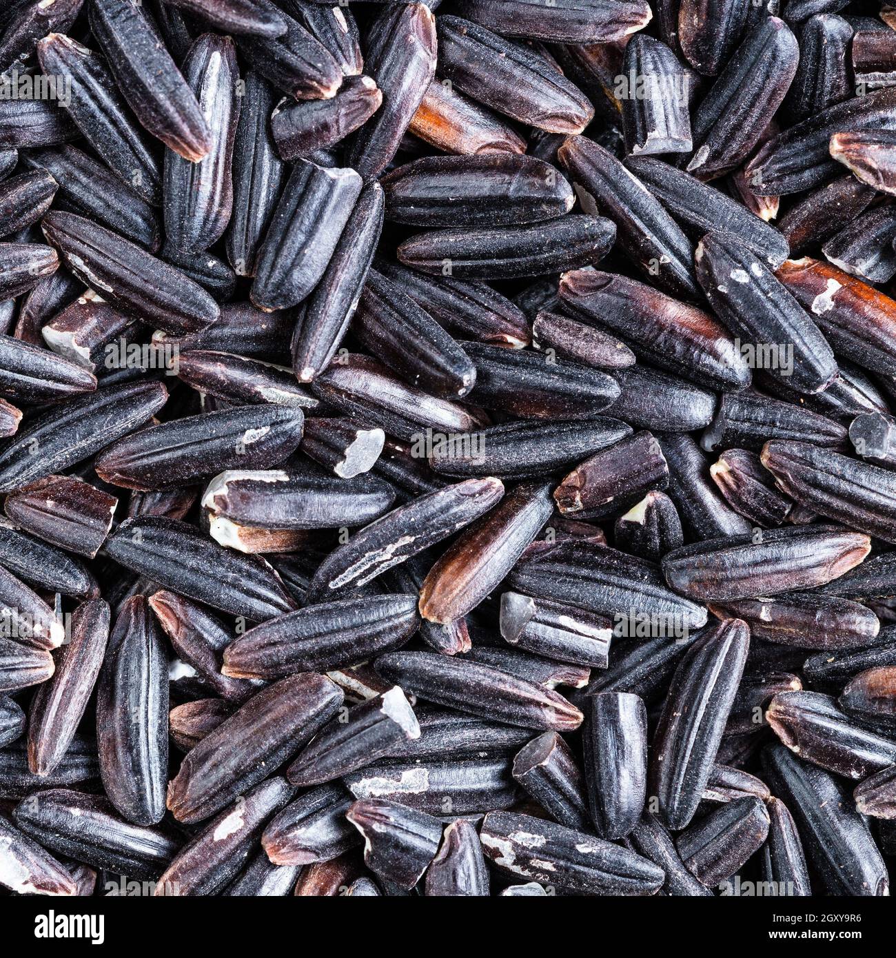 square food background - raw black rice grains close up Stock Photo - Alamy