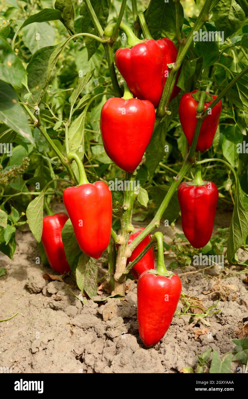 Red sweet pepper planting in the garden. Growing, harvesting red bell ...