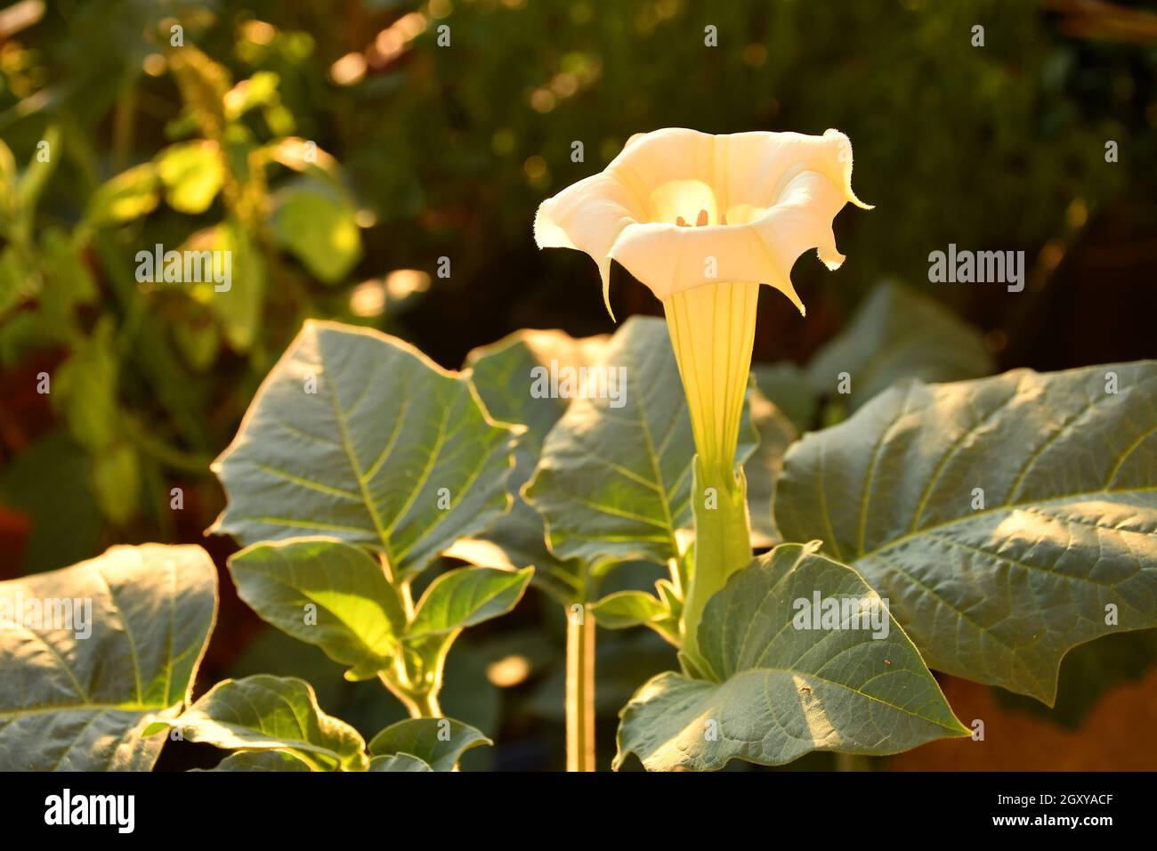 Thorn Apple With White Flower In Morning Sun Stock Photo - Alamy